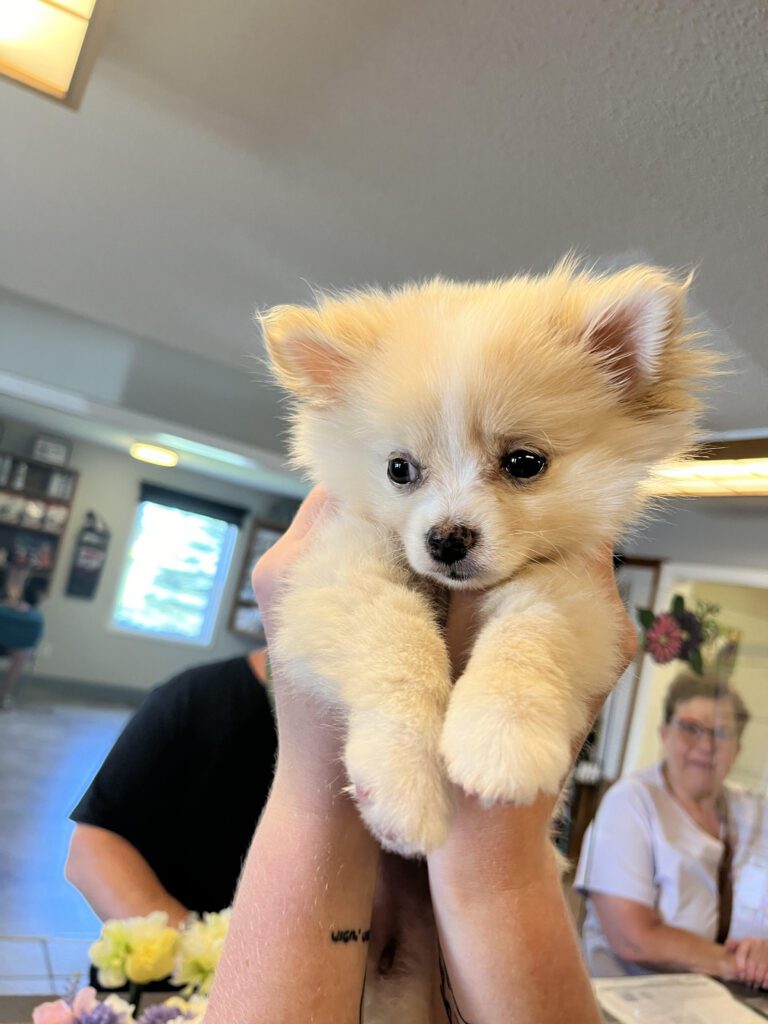 Veterinary Puppy/Kitten Visits | Meyer Veterinary Clinic